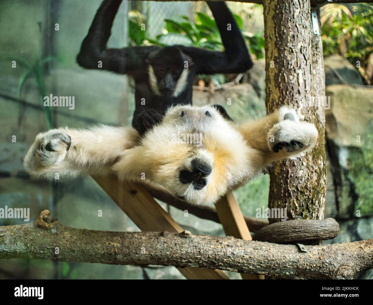 Two cute white-cheeked Gibbons having fun on wooden branches Stock ...