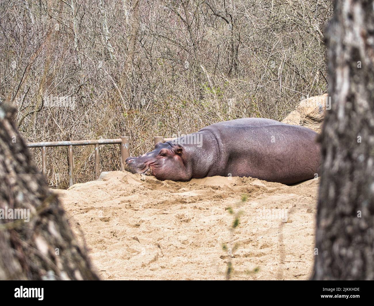 A close-up shot of a Hippopotamus lying on sand at the Kansas City Zoo ...