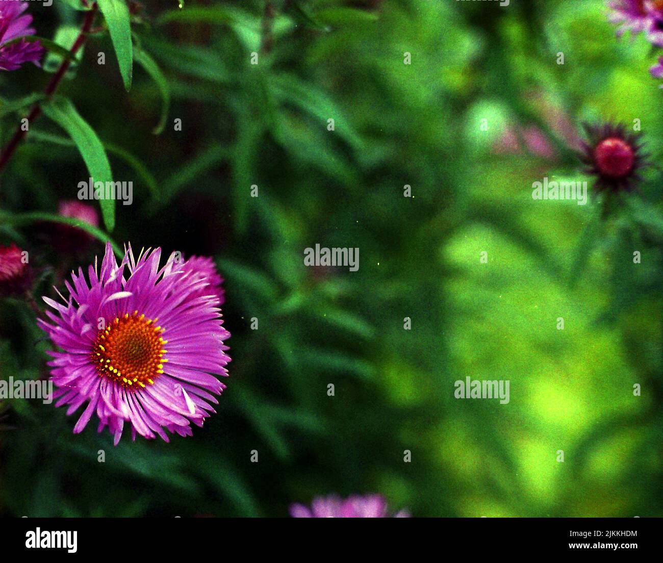 a selective shot of Alpine Aster flower in the forest Stock Photo - Alamy