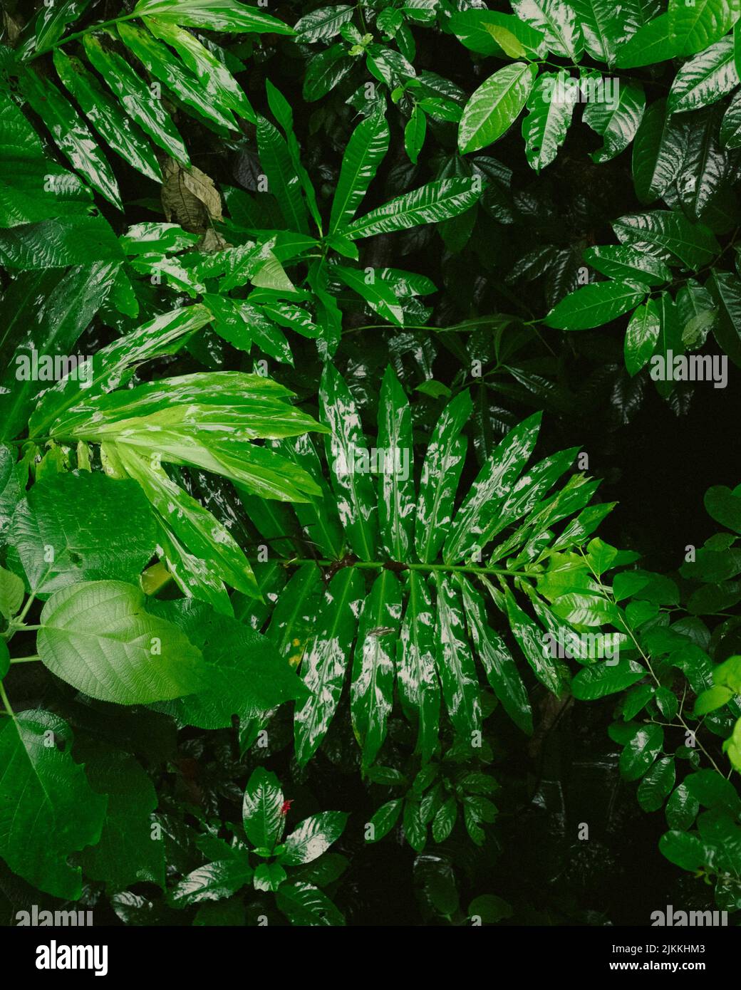Plants vibrant natural beauty hi-res stock photography and images - Alamy