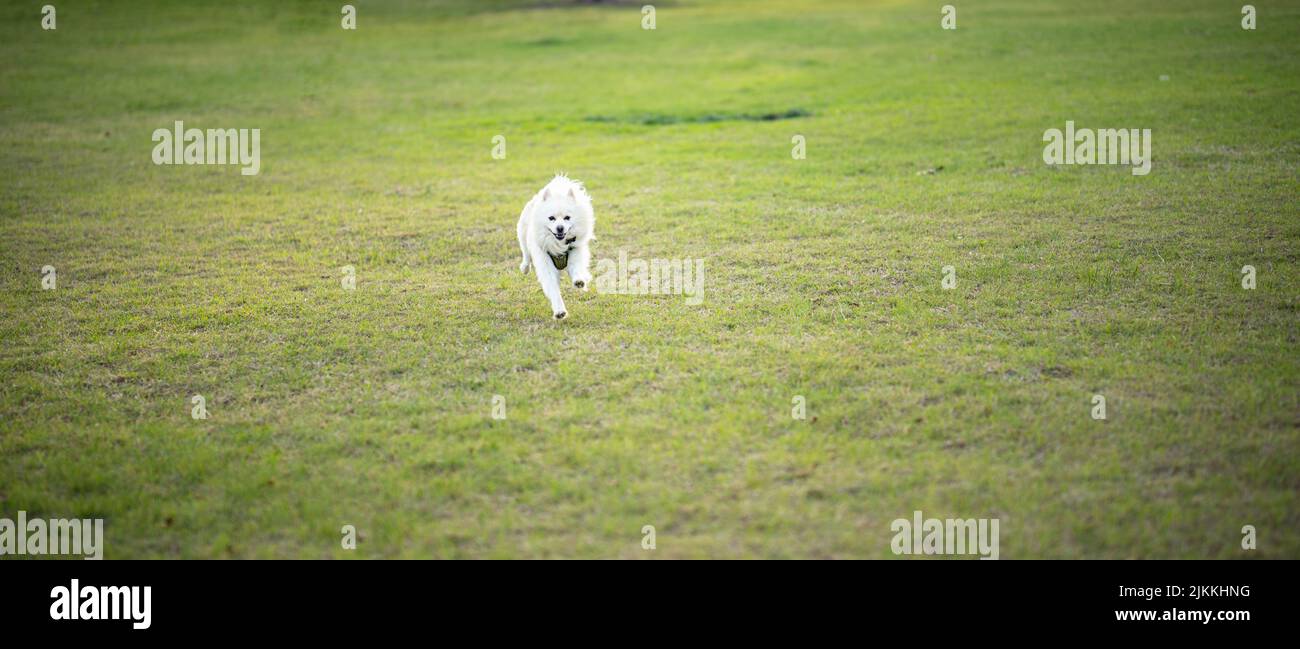 A bright summer day outdoors with a cute white dog running on the lush ...