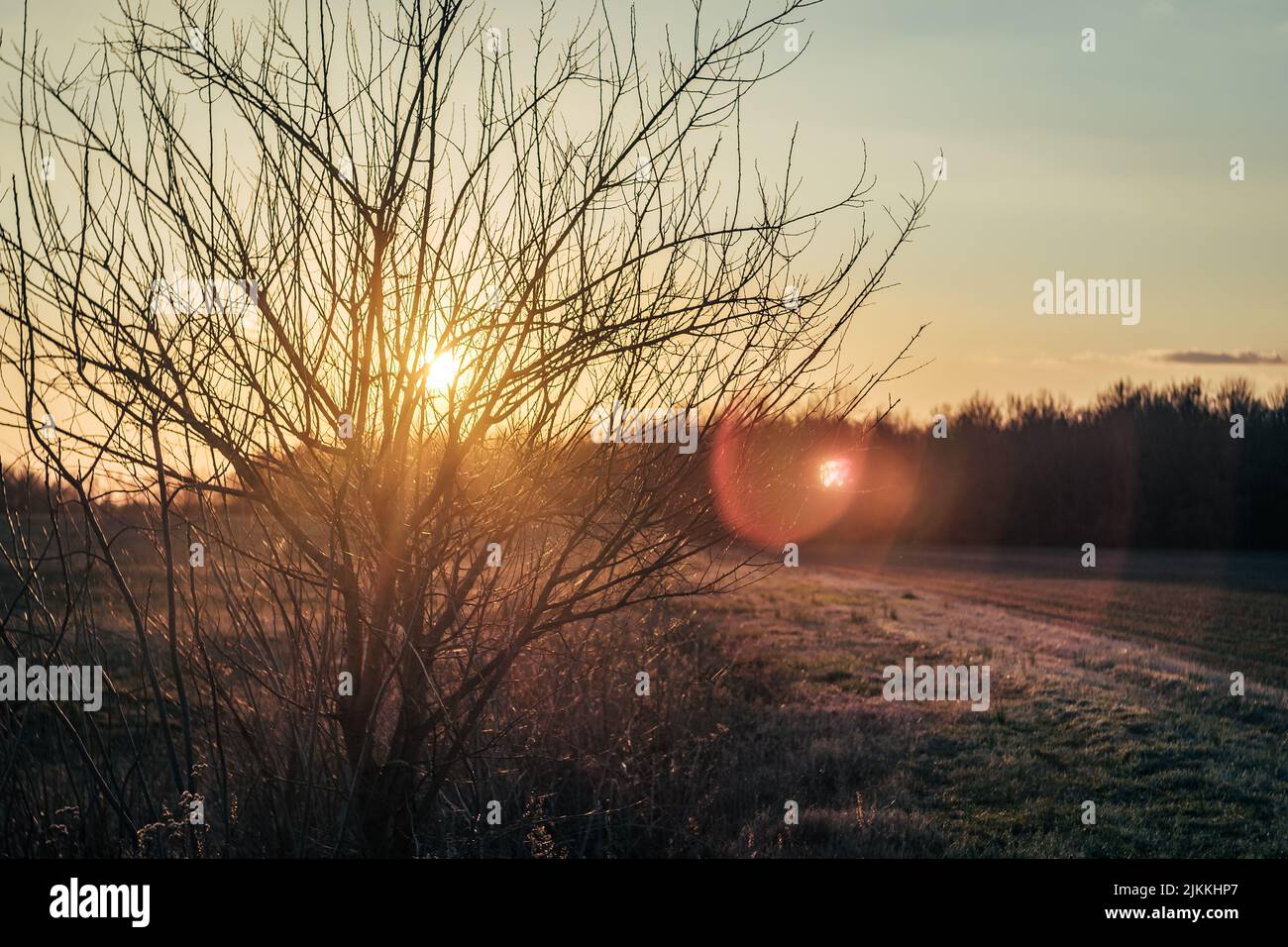 A beautiful golden sunset outdoors shining through the sky with trees ...