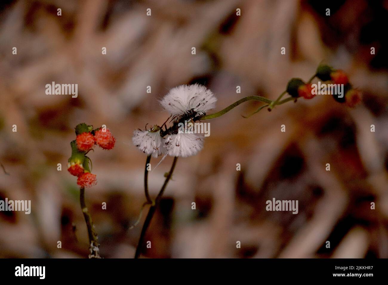 Red and white wild flowers hi-res stock photography and images - Alamy