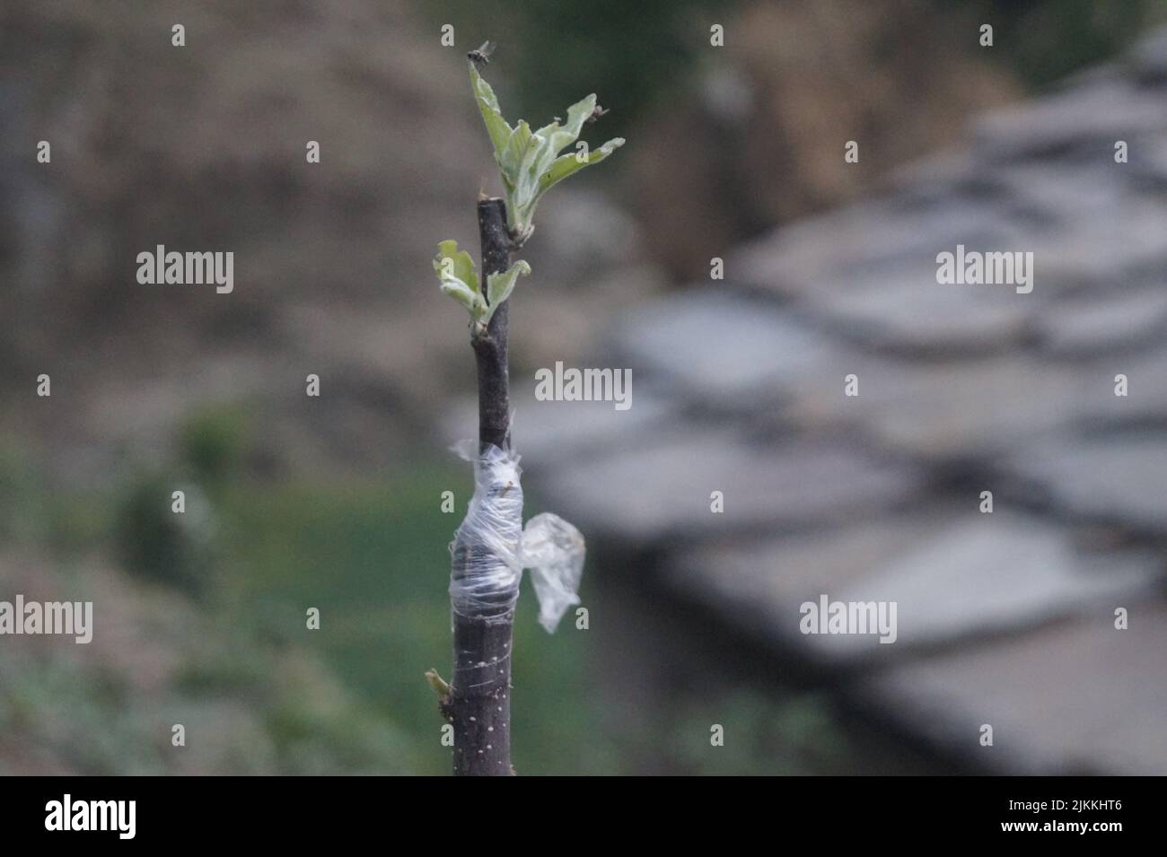 Tree branch growth hi-res stock photography and images - Alamy