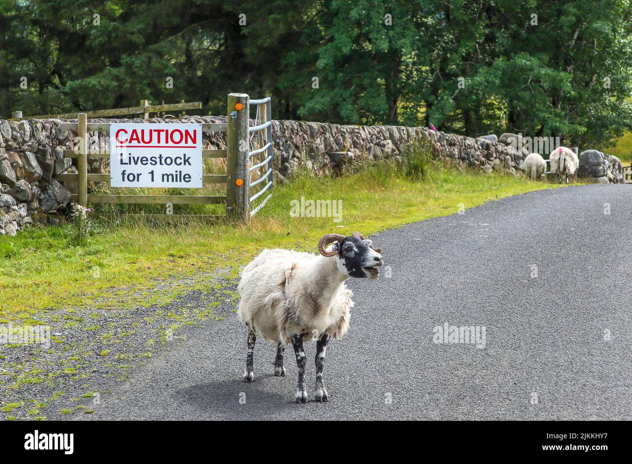 Animals in the roadway hi-res stock photography and images - Alamy