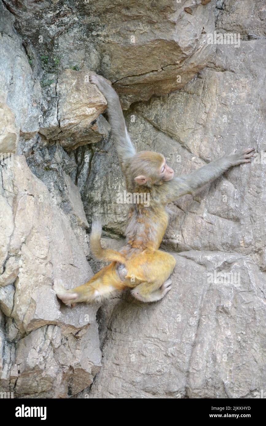 A monkey captured climbing on rocky mountain, Guiyang China Stock Photo ...