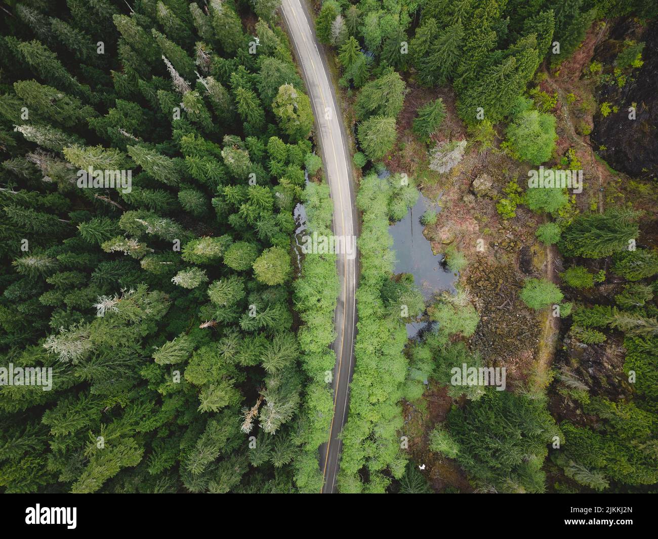 A bird's eye view of the lush greenery in the woods with a narrow road ...
