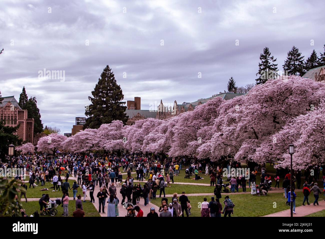 Campus trees hi-res stock photography and images - Alamy