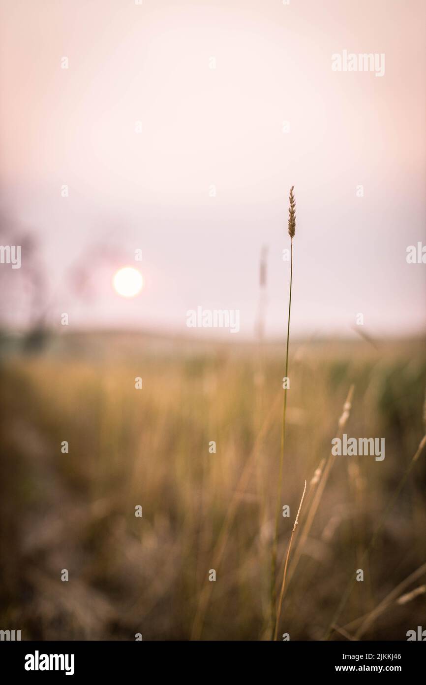 A vertical selective focus shot of a hay plant growing in a lush field ...