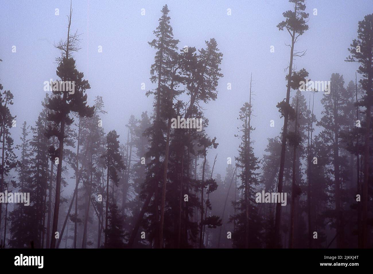 Large forest trees hi-res stock photography and images - Alamy