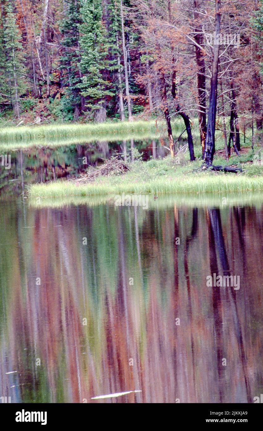 A beautiful view of a reflective lake in a forest with autumn trees ...