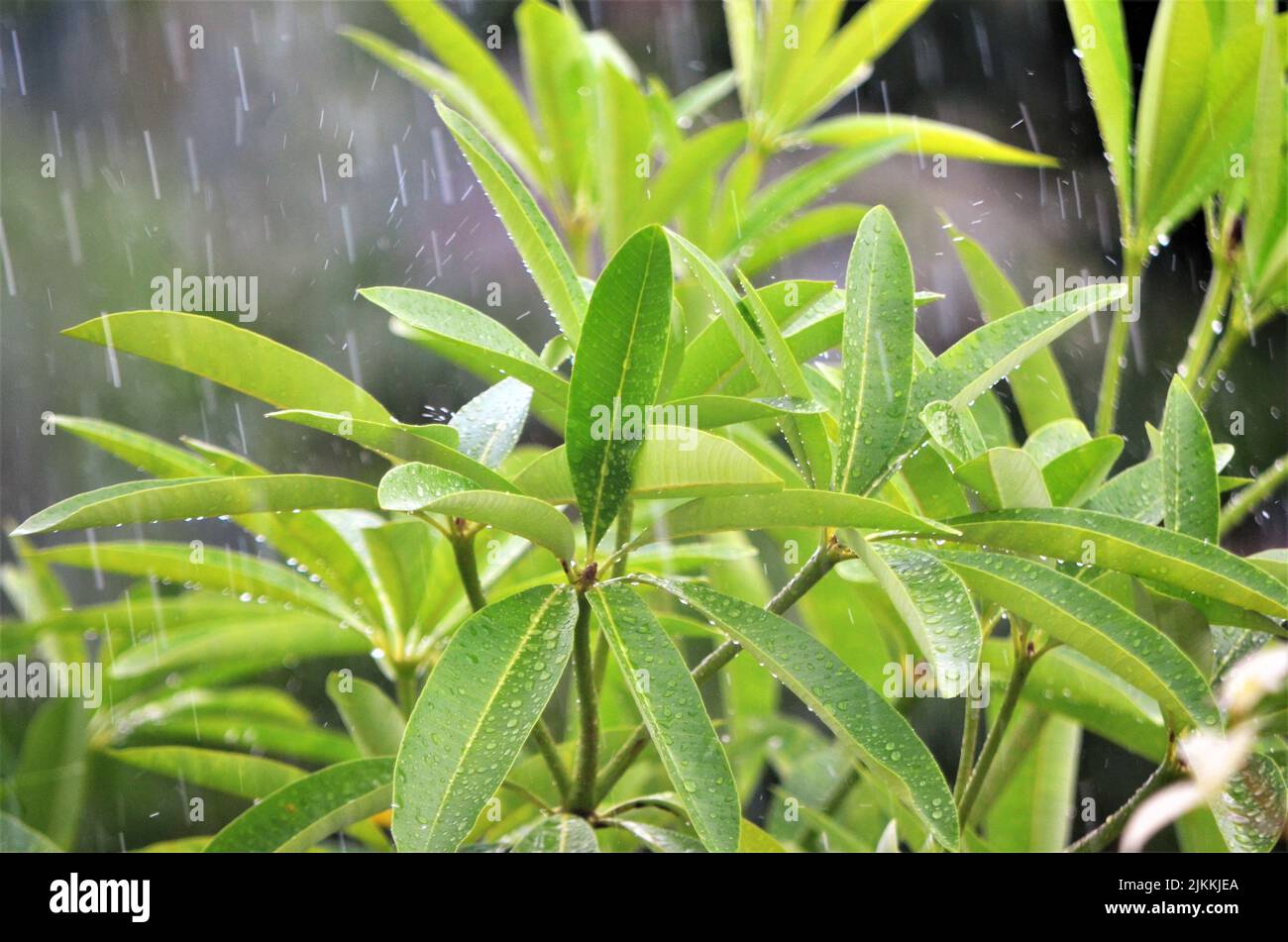 A photo of rain falling on green leaves of a tree Stock Photo - Alamy