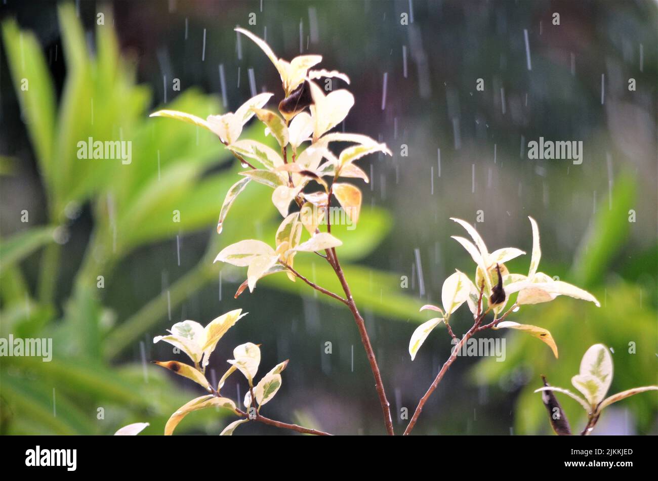 A photo of rain falling on ludwigia flowers and blurred plants in the ...