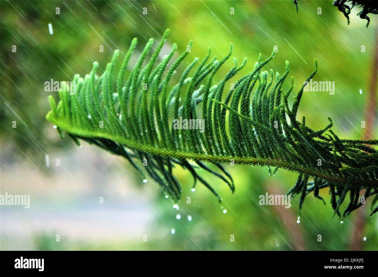 A photo of rain falling on a pine leaf with blurred green forest ...