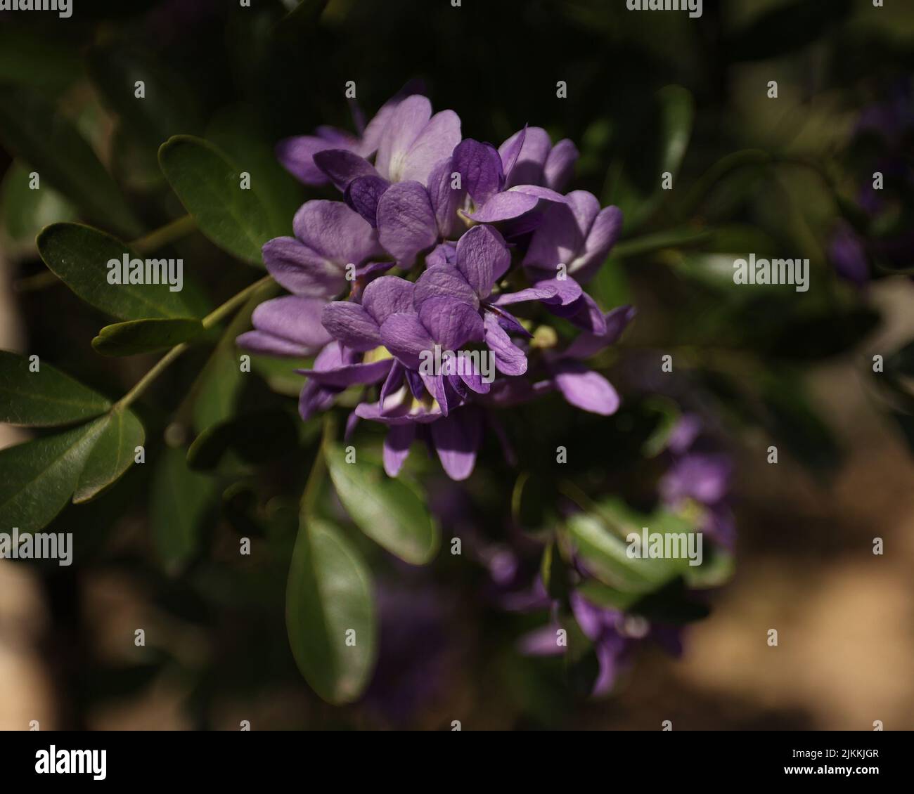 Closeup mountain laurel blossom in hi-res stock photography and images ...
