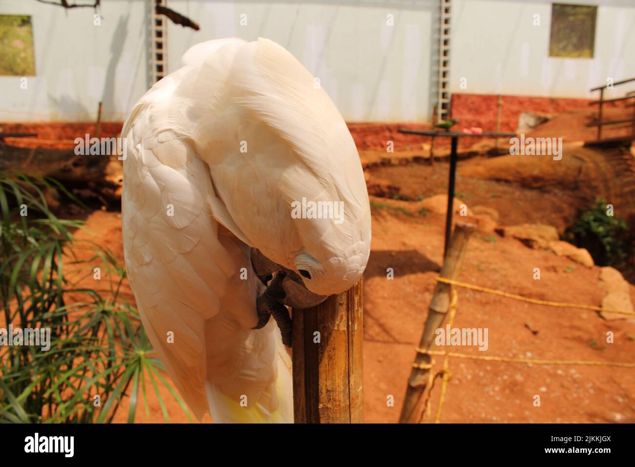 Big red rose pink hi-res stock photography and images - Alamy