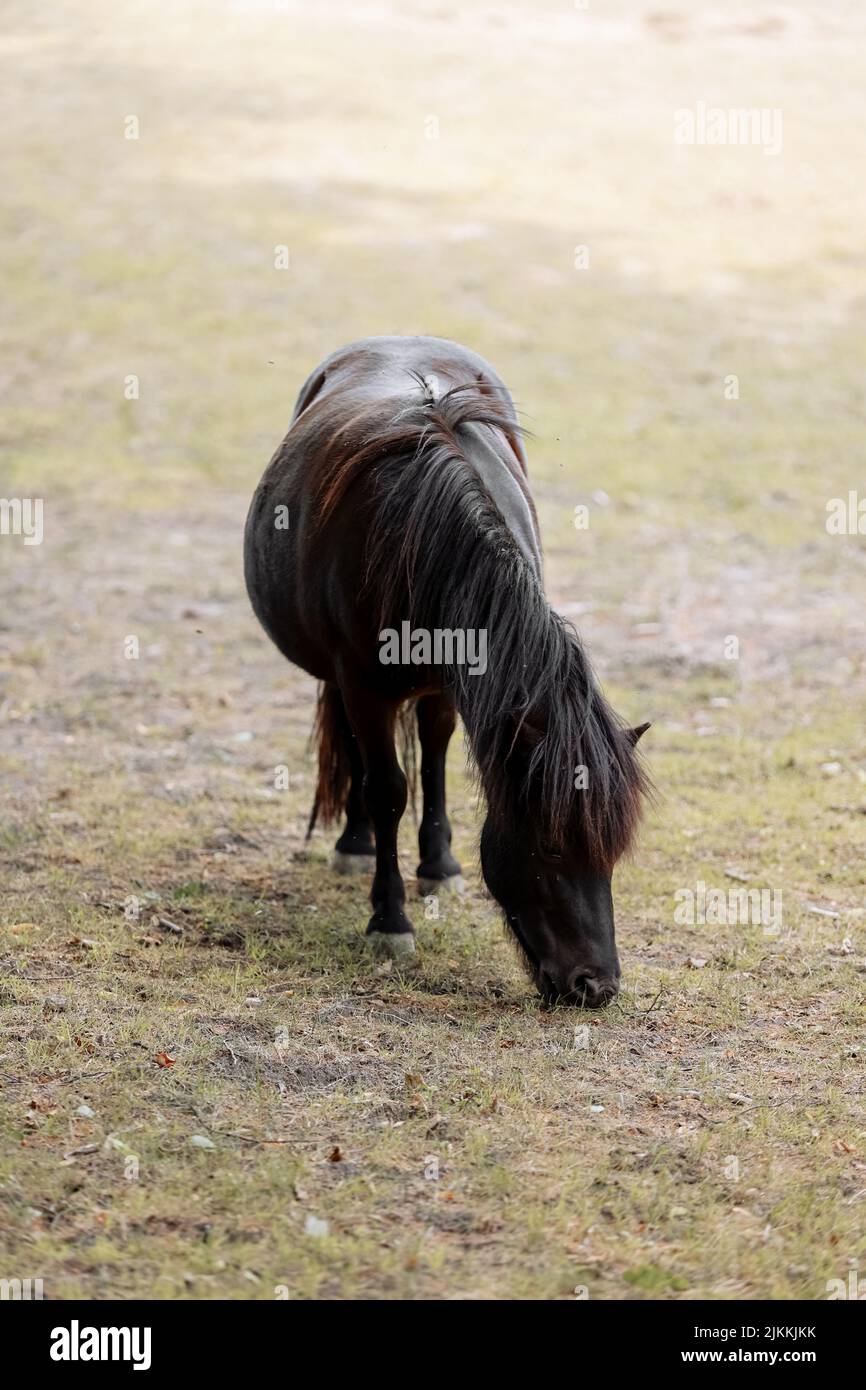 black pony horse is grazing on the farm. ponies are walking across the ...