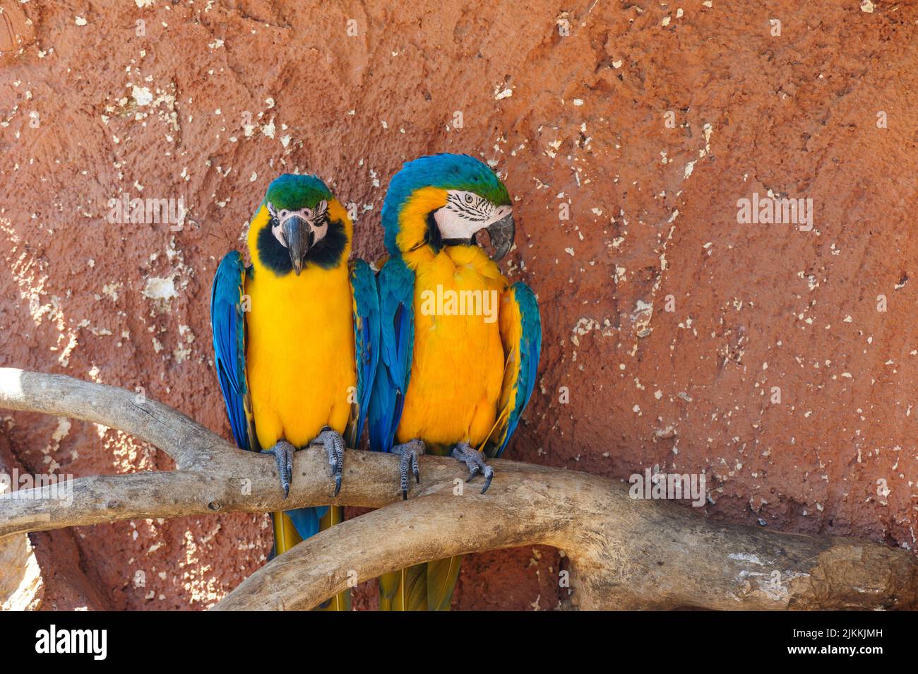 a close up shot of parrots standing on a tree branch Stock Photo - Alamy