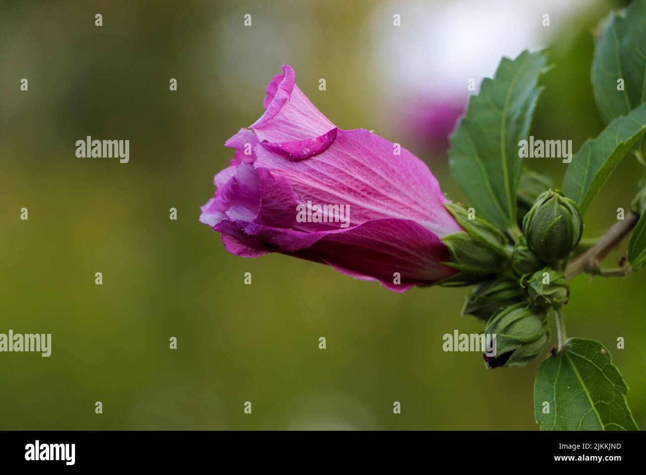 a close up shot of Common Hibiscus flower in the garden Stock Photo - Alamy