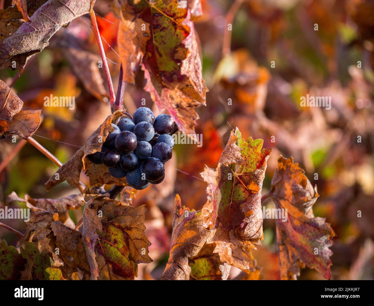 Grape branch on tree background hi-res stock photography and images - Alamy