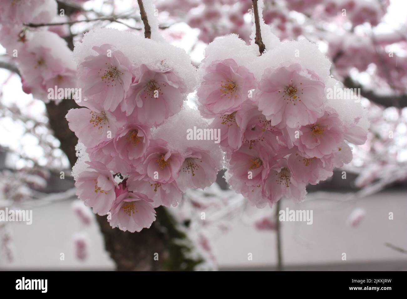 Ice sakura tree hi-res stock photography and images - Alamy