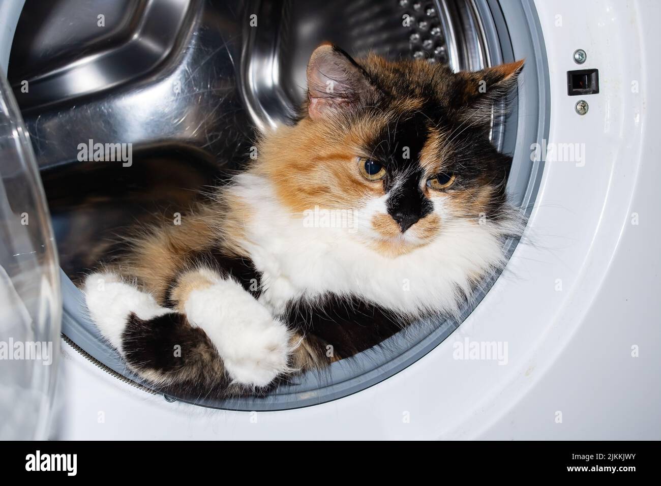 Three-color cat sleeps in the washing machine close up Stock Photo - Alamy