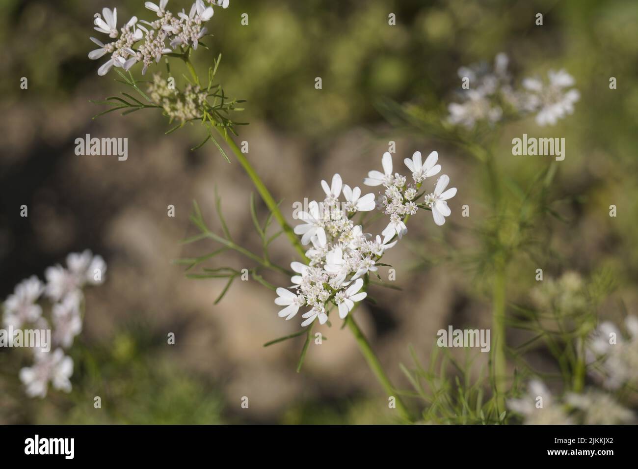 Coriander garden hi-res stock photography and images - Alamy