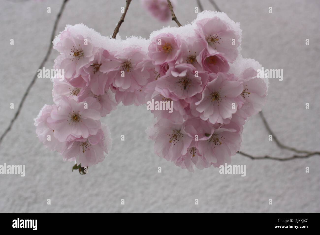 Ice sakura tree hi-res stock photography and images - Alamy