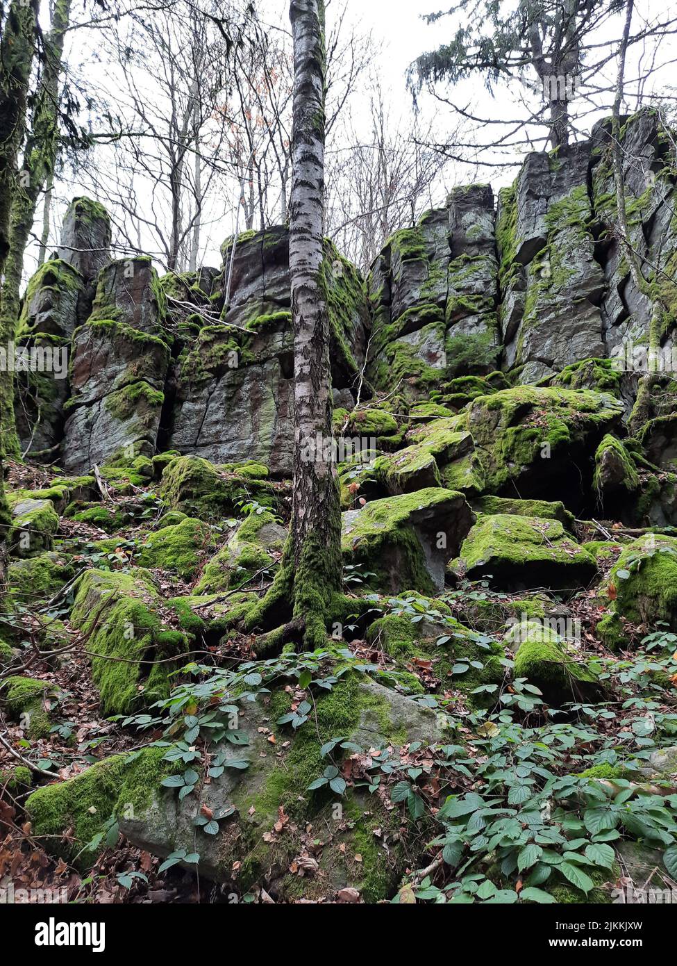 A vertical shot of mossy rocks and trees on Steinwand mountain in Hesse ...