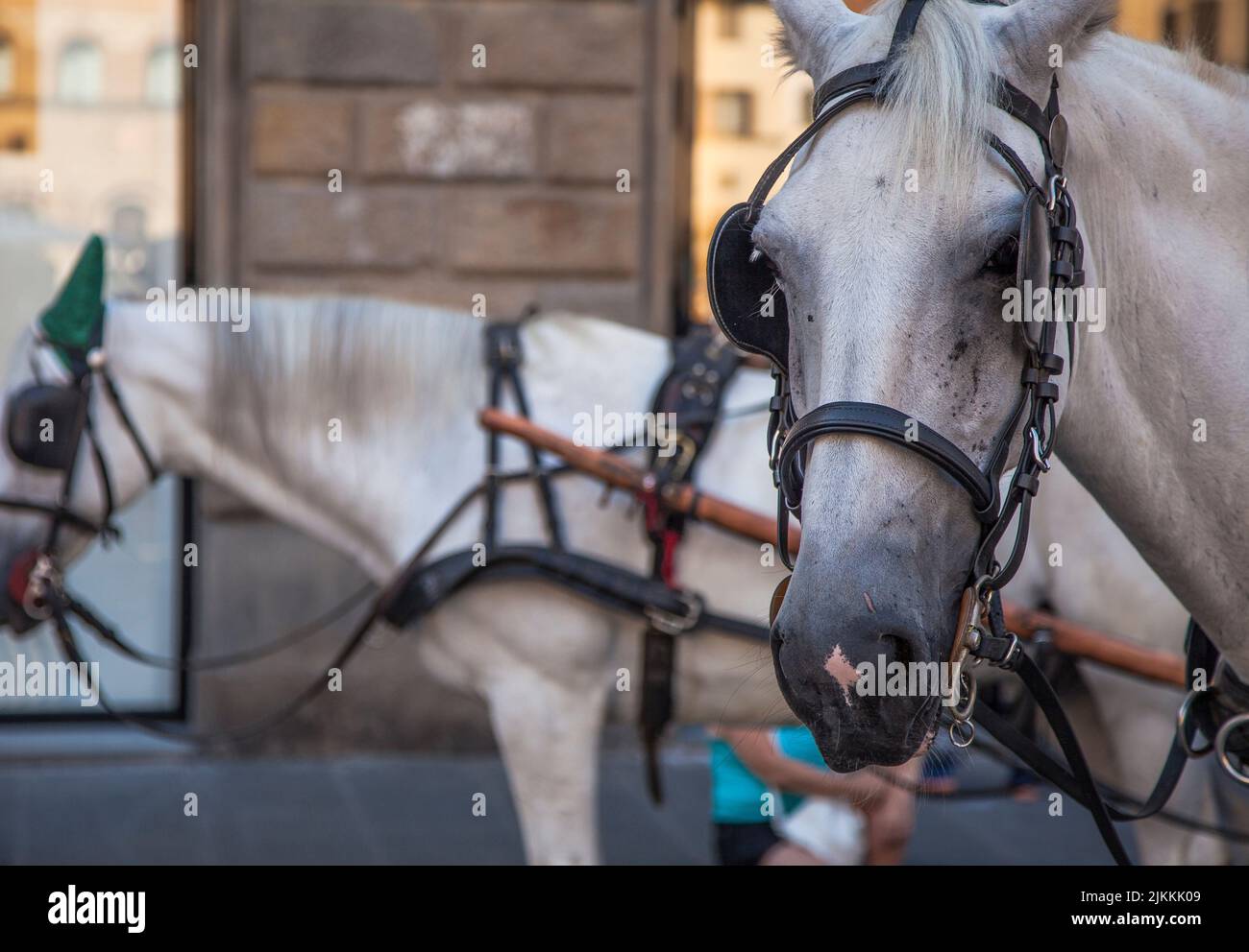Horse lead rope hi-res stock photography and images - Alamy