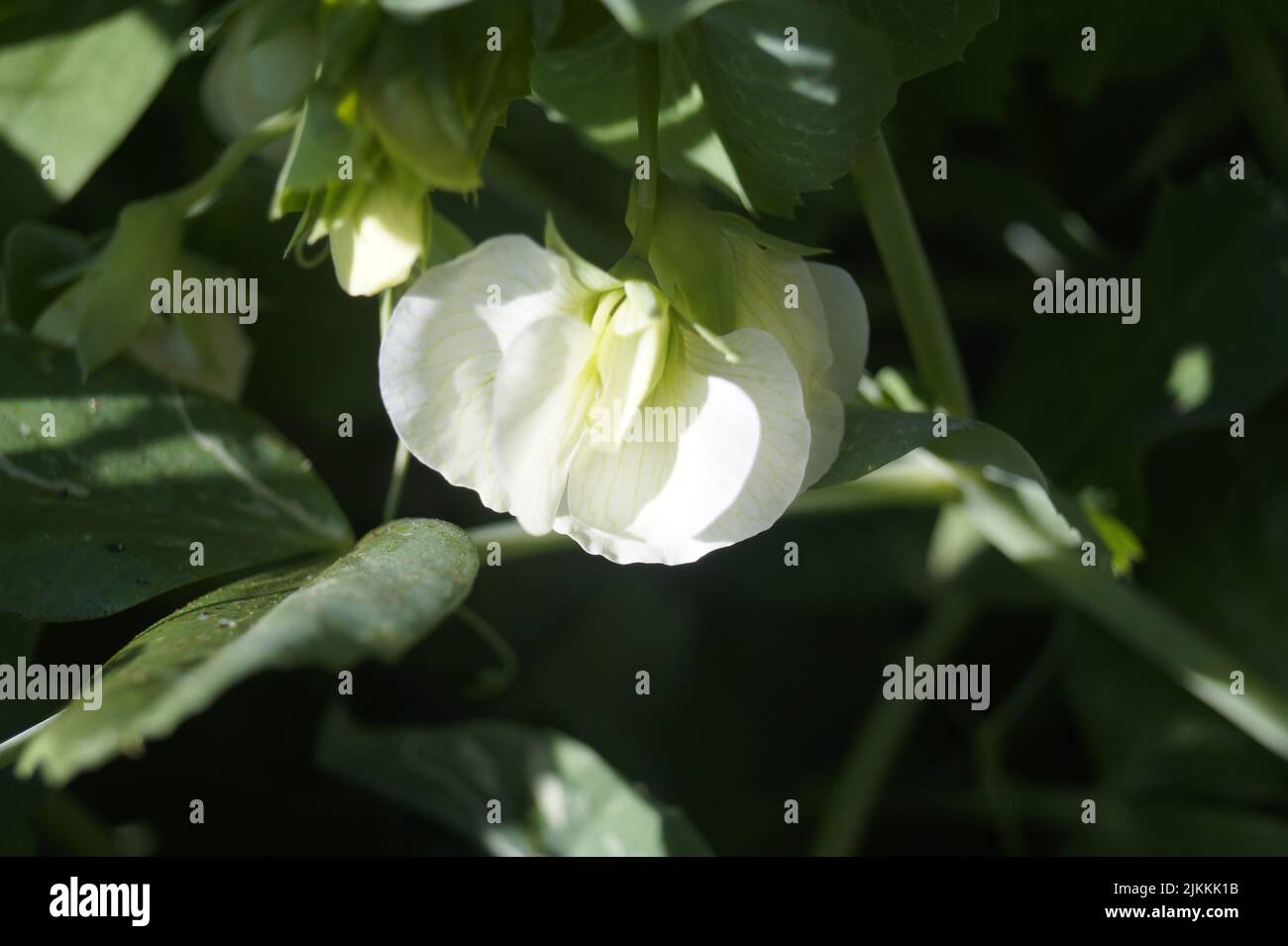 Pea plant white flower hi-res stock photography and images - Alamy