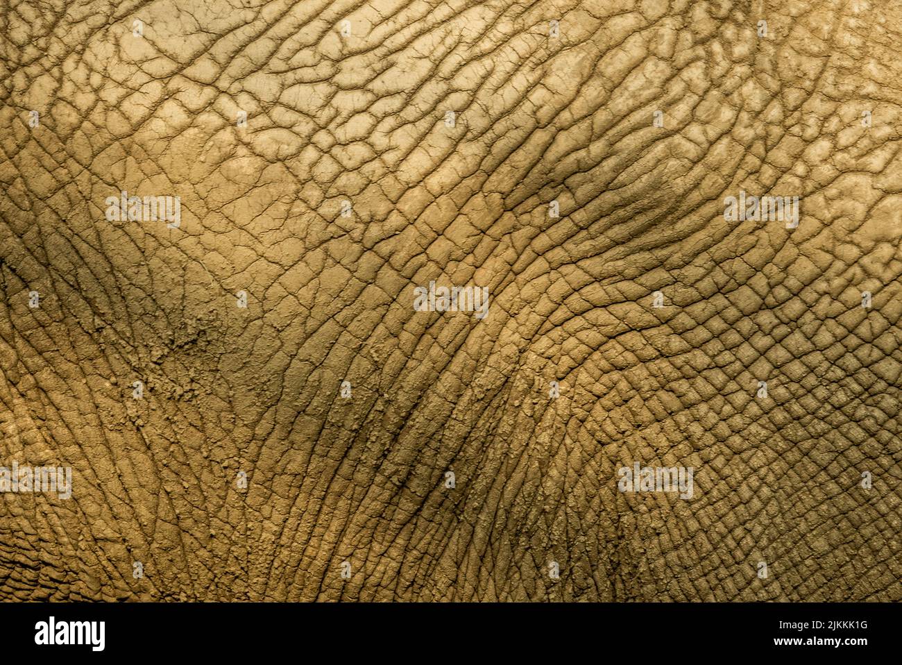 Elephant pattern wallpaper hi-res stock photography and images - Alamy