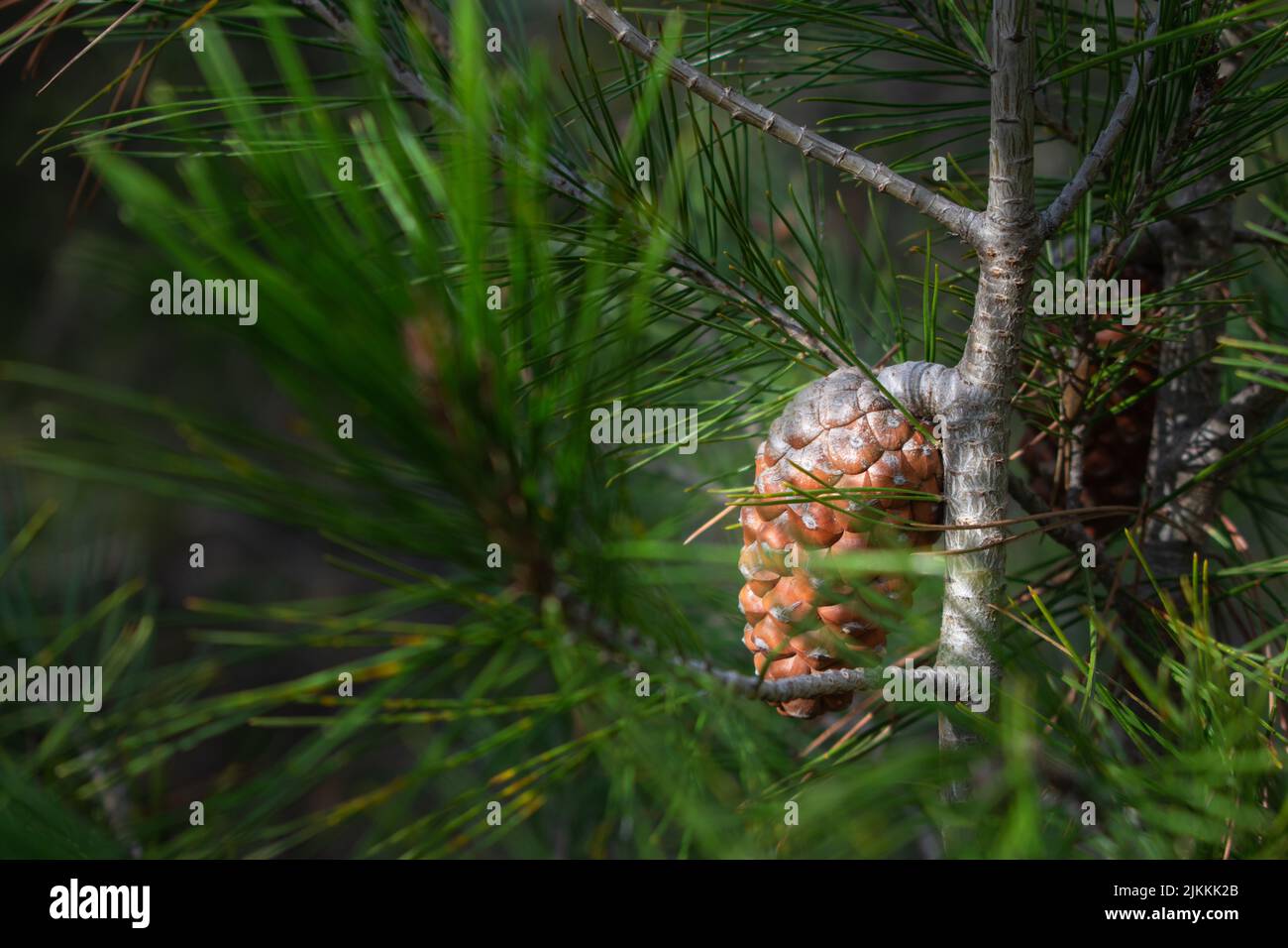 Cone from tree hi-res stock photography and images - Alamy