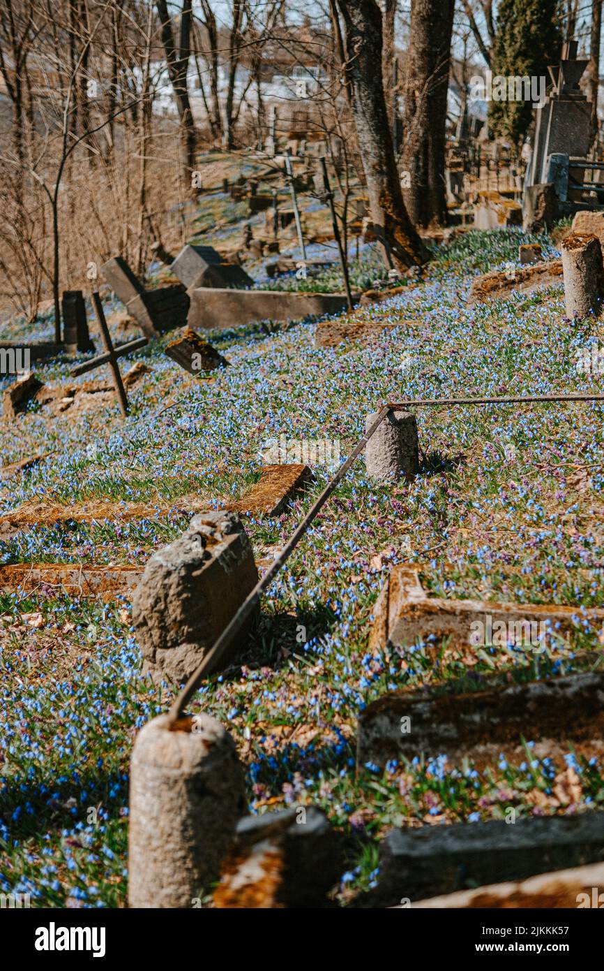 A beautiful view of wild blue flowers near cemetery Stock Photo - Alamy