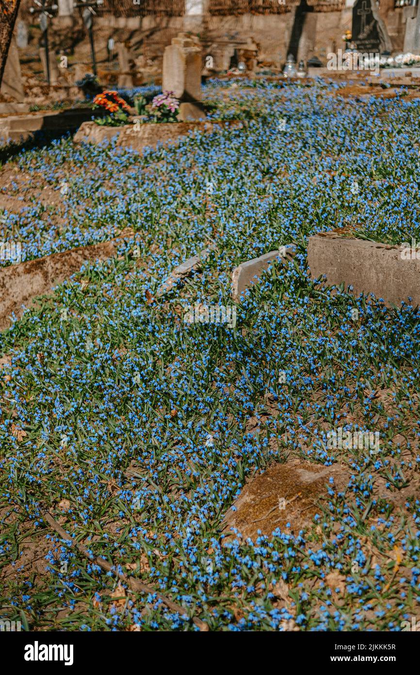 Cemetery flora hi-res stock photography and images - Alamy