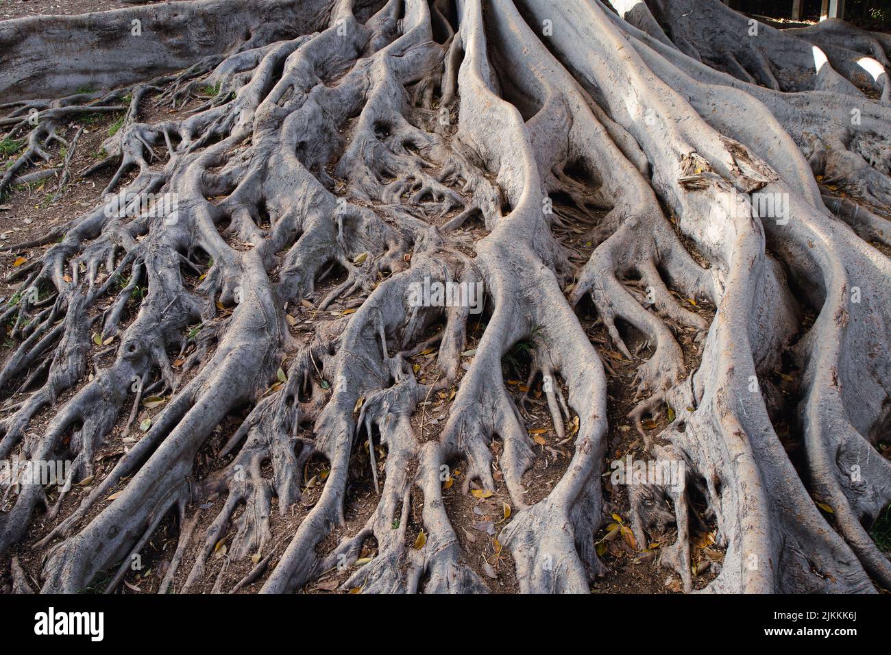 Tree big roots hi-res stock photography and images - Alamy