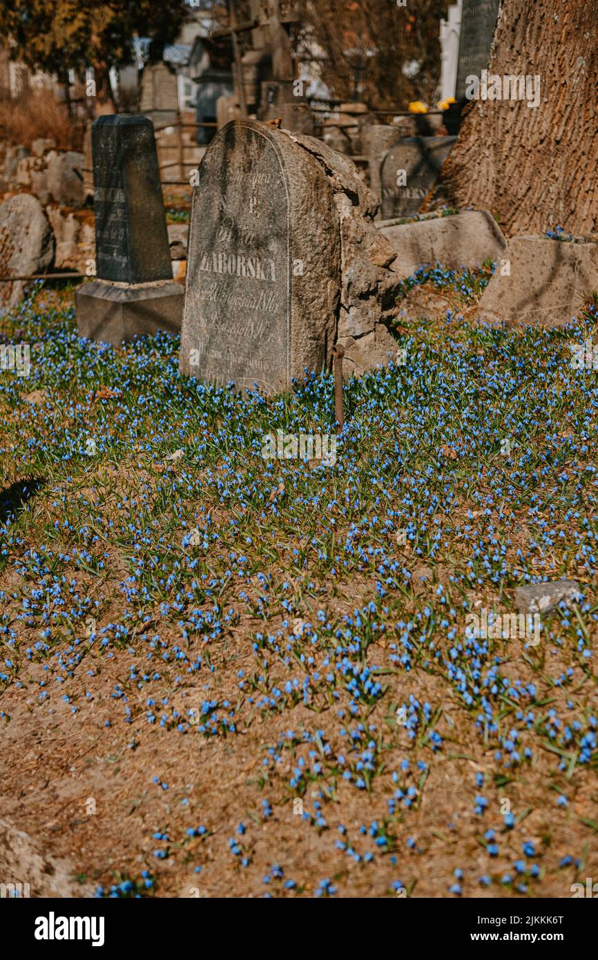 A beautiful view of wild blue flowers near cemetery Stock Photo - Alamy