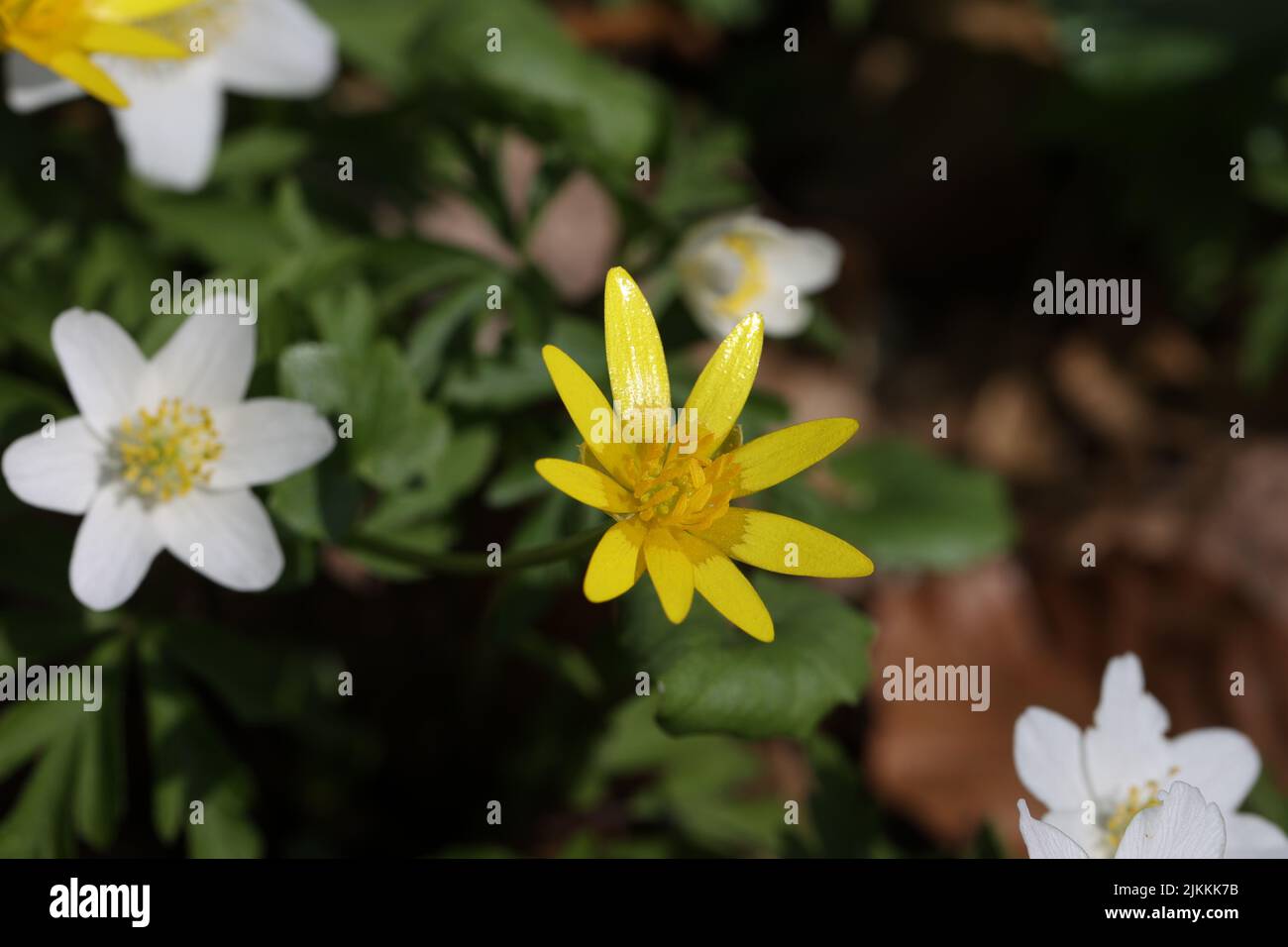 Ficaria verna, wild plant in the forest in spring Stock Photo - Alamy