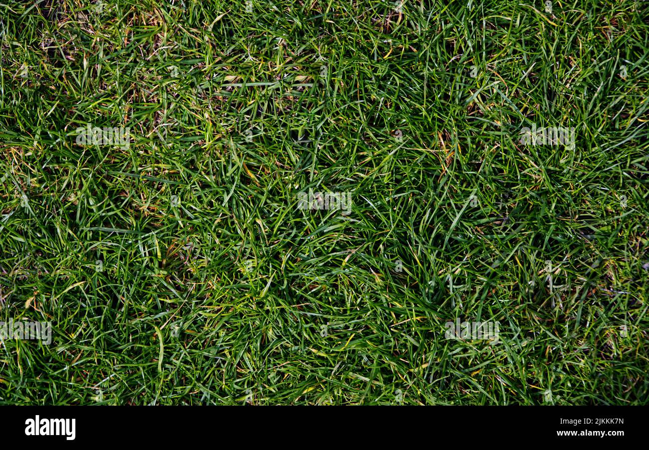 A top view of green grass lawn under the sunlight Stock Photo - Alamy