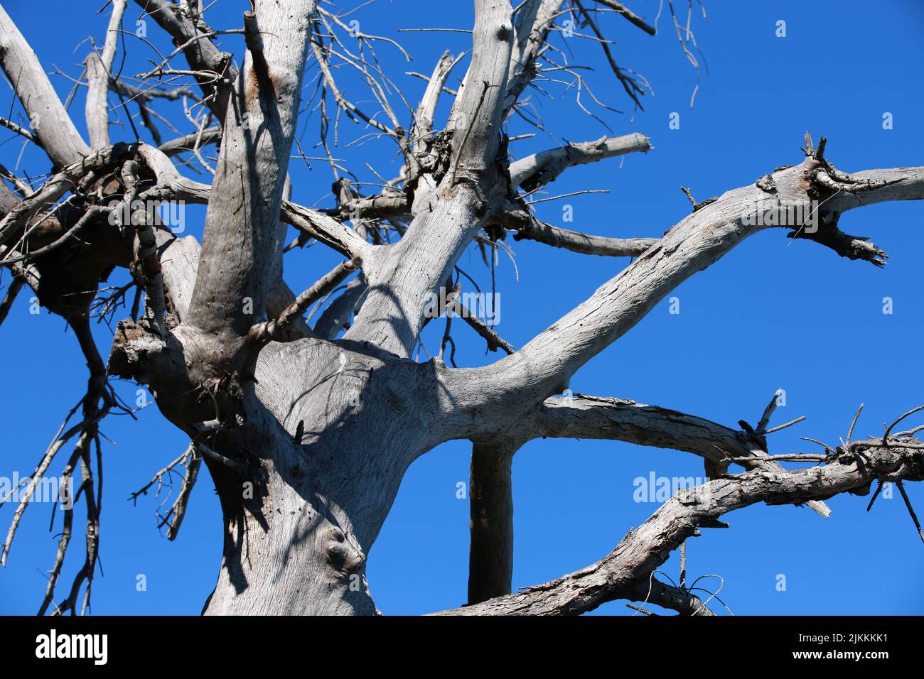 Dead wood branch hi-res stock photography and images - Alamy