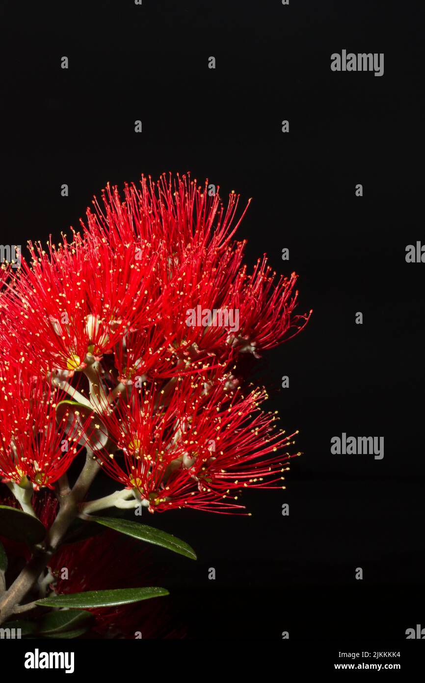A vertical shot of a beautiful red southern rata (Metrosideros ...