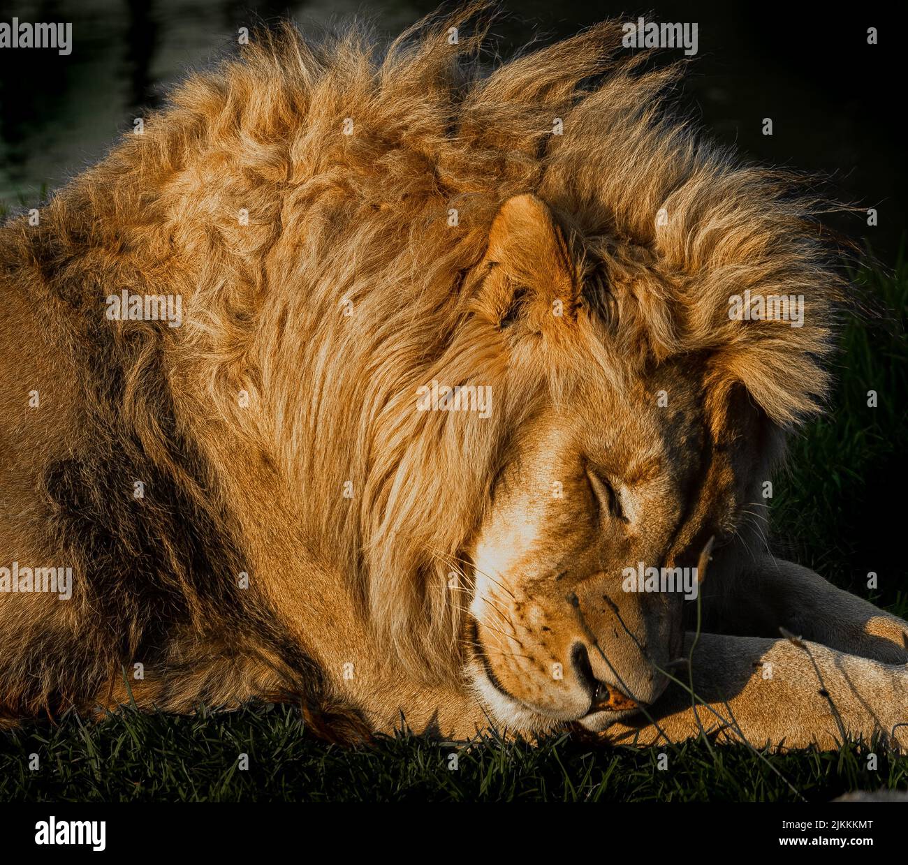 A closeup shot sleeping male full maned lion in afternoon sunlight ...