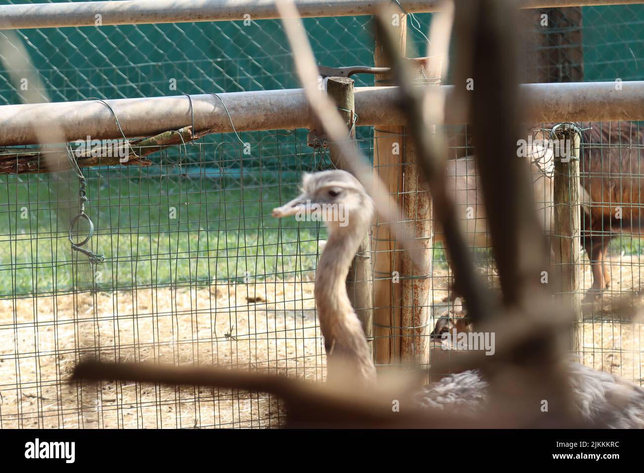 South american ostrich hi-res stock photography and images - Alamy