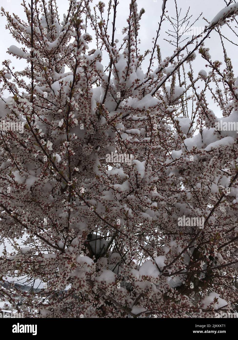 Melting tree hi-res stock photography and images - Alamy