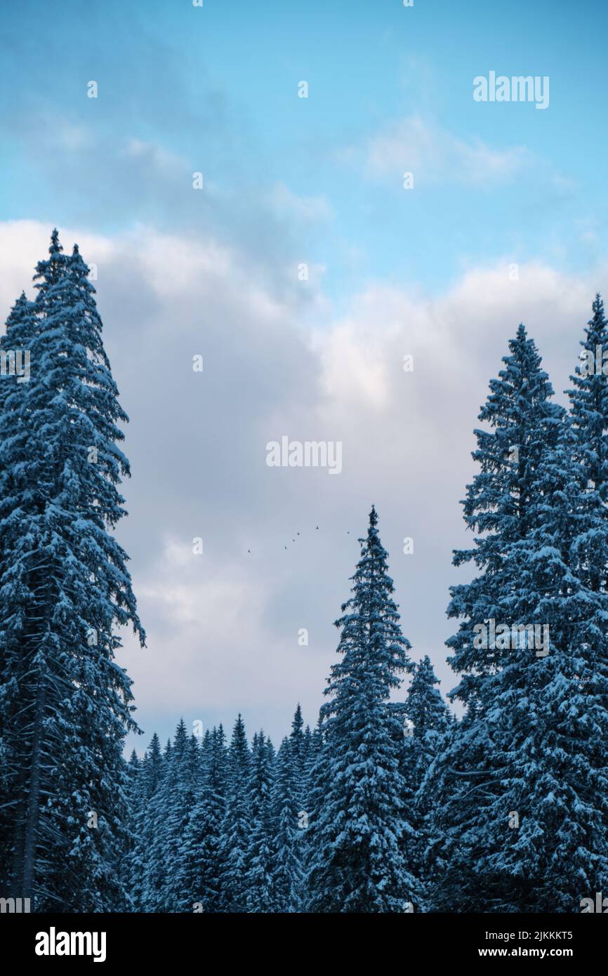 A low angle shot of conifer trees in a forest covered in snow and a ...