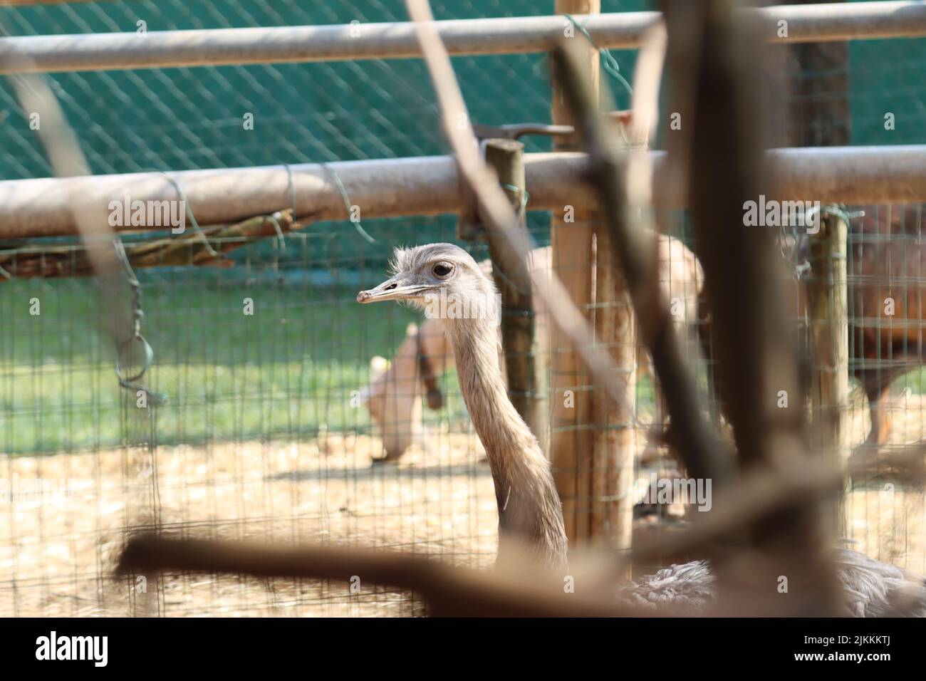 South american ostrich hi-res stock photography and images - Alamy