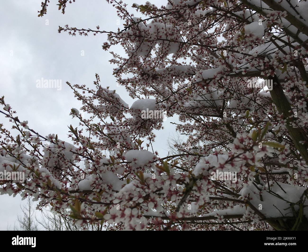 Melting tree hi-res stock photography and images - Alamy