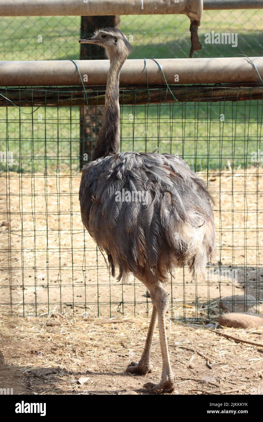 rhea brother of the ostrich of South American origin Stock Photo - Alamy