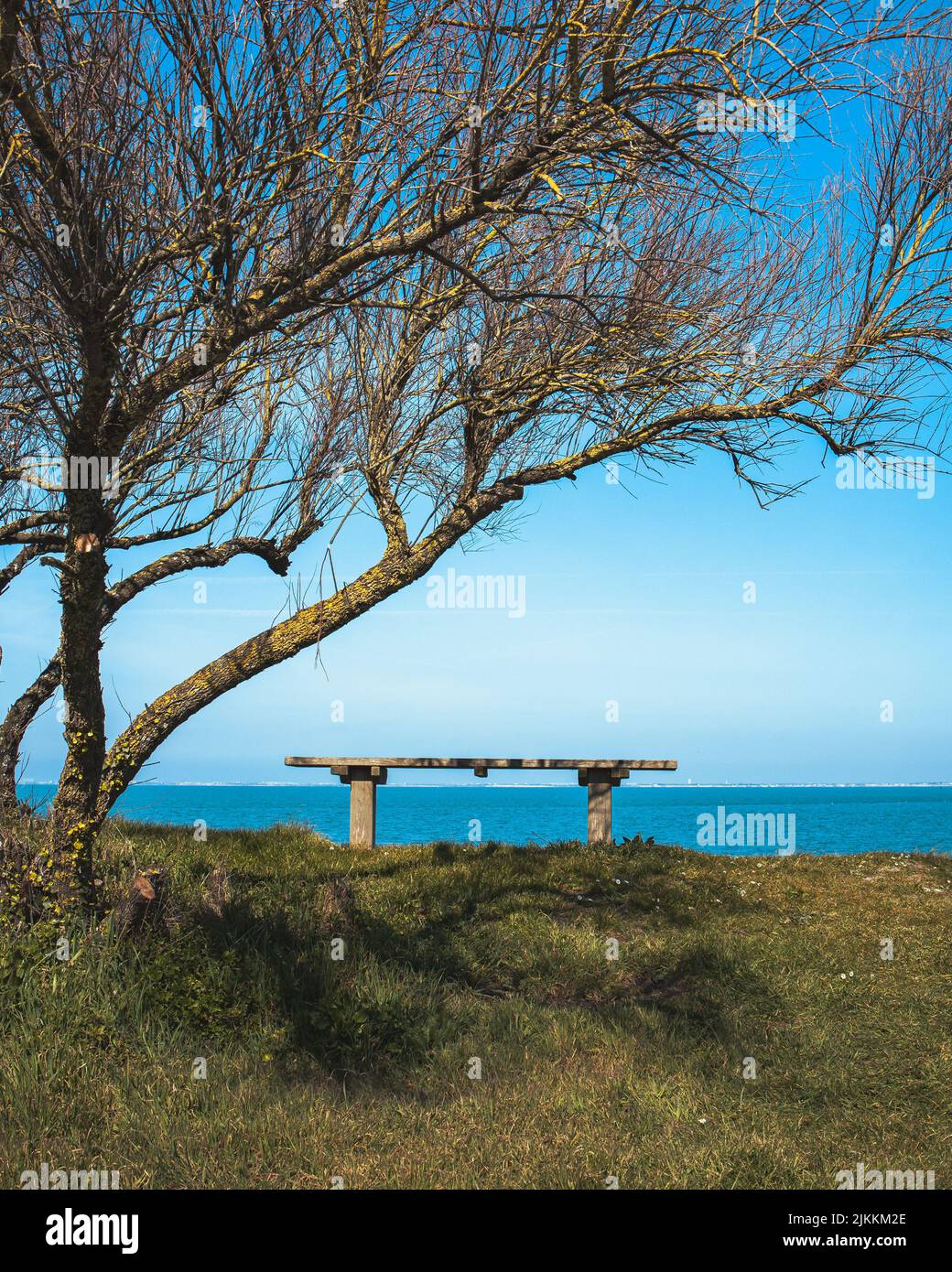 A beautiful view of a tree on a grassland beach by the island of Aix ...