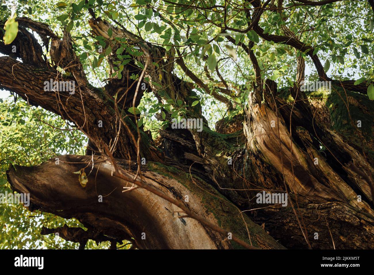 Old camphor tree hi-res stock photography and images - Alamy
